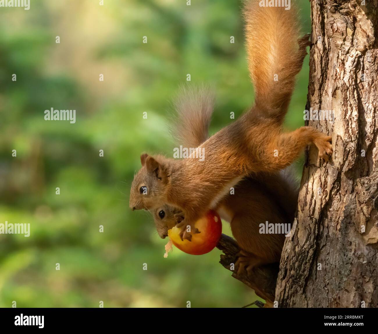 Two very romantic cute scottish red squirrels sharing a red apple ...