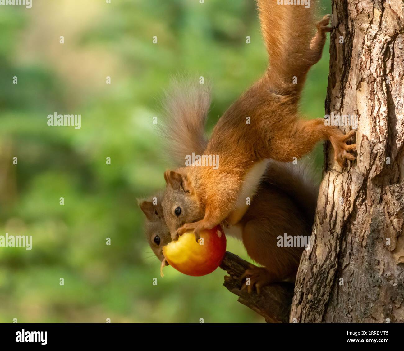 Two very romantic cute scottish red squirrels sharing a red apple ...