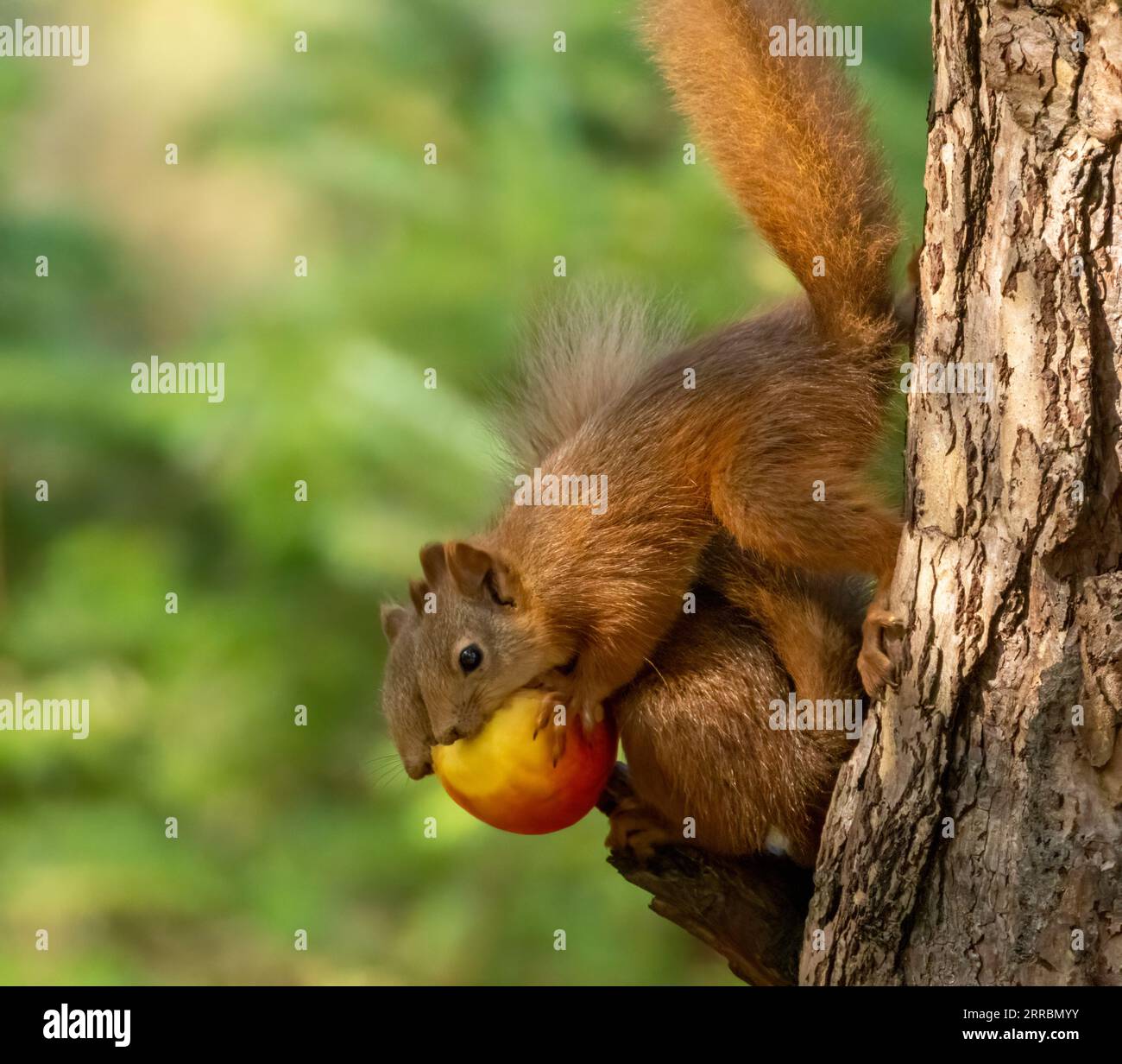 Two very romantic cute scottish red squirrels sharing a red apple ...