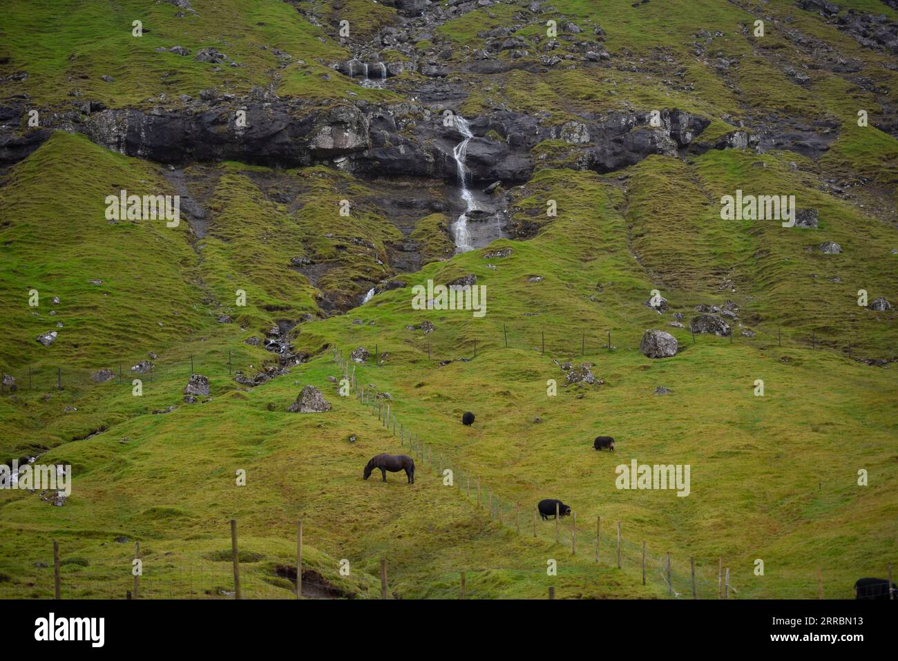 A pony and some black sheep share fodder on a mountainside on the ...