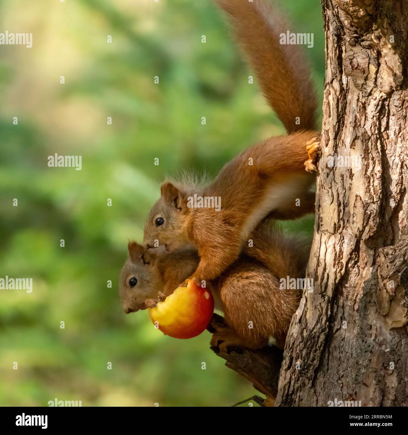 Two very romantic cute scottish red squirrels sharing a red apple ...