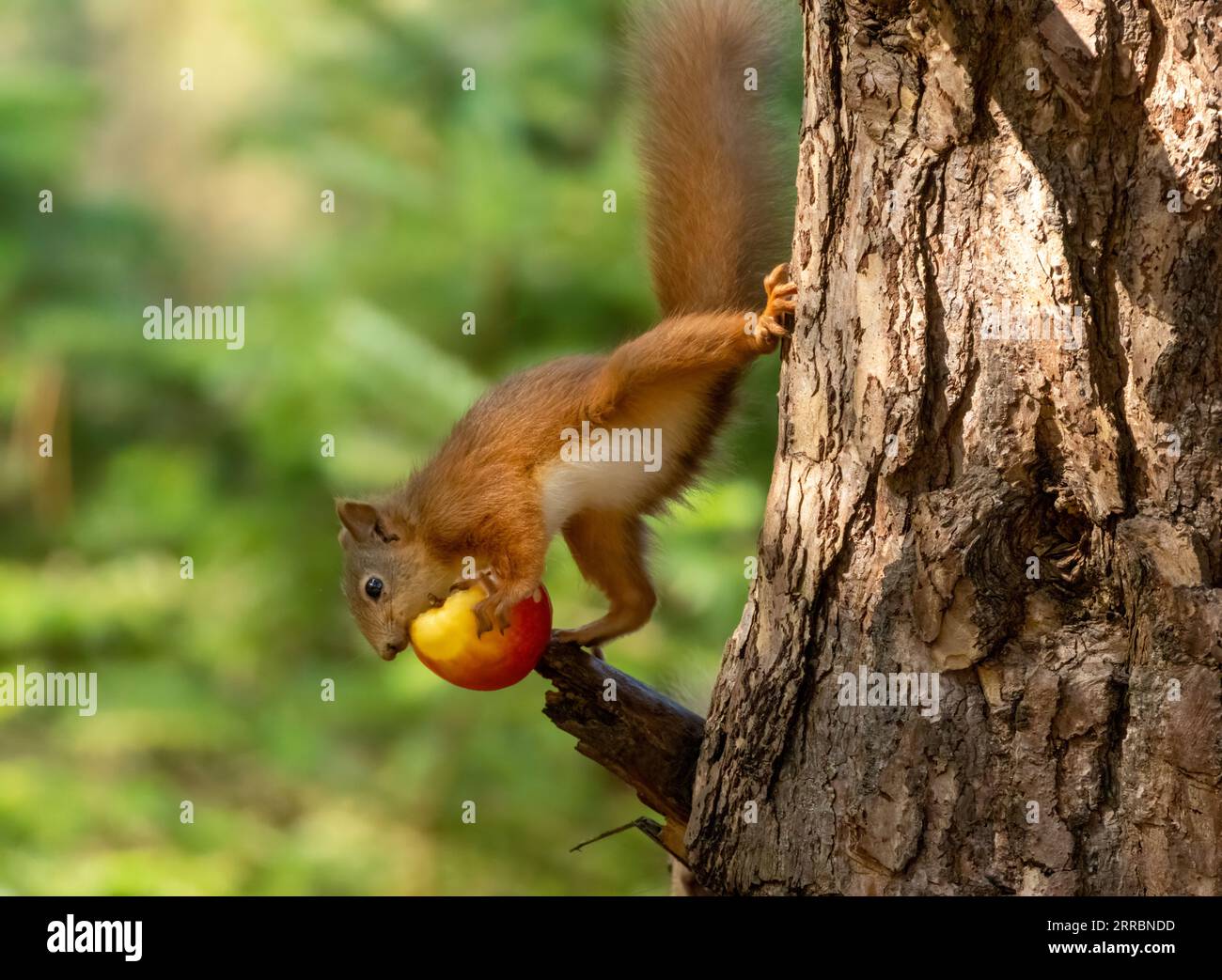 Cute and hungry little scottish red squirrel balancing and eating a ...