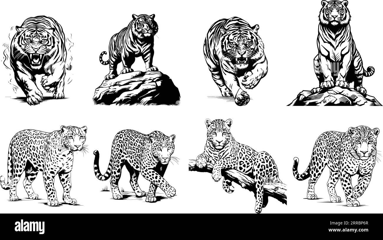 tiger, leopard, eagle vector hand drawn illustrations for designers and ...