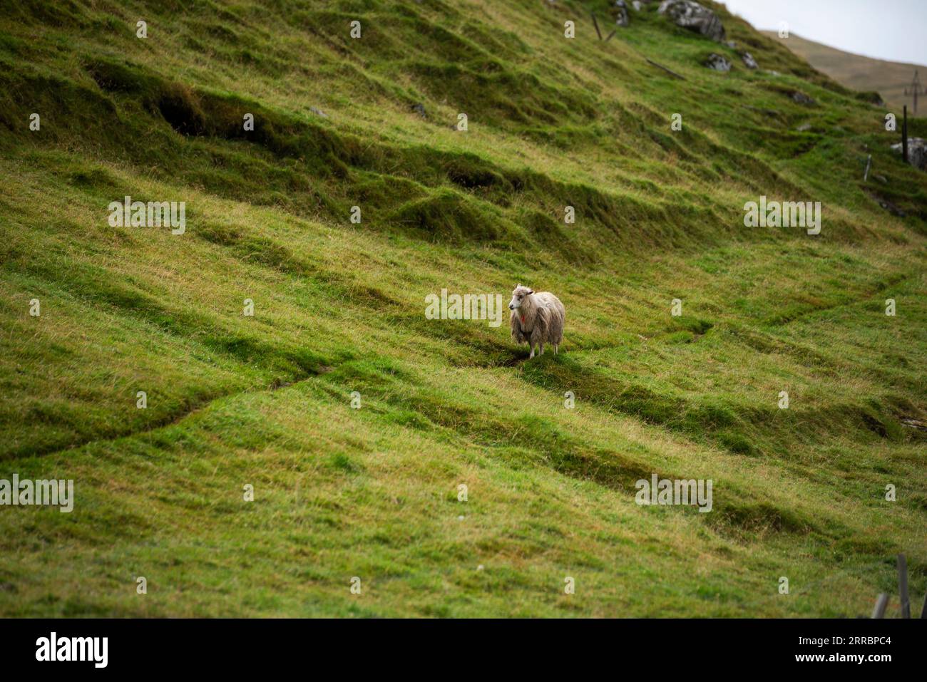 A sheep treads a well-worn path along a mountainside on Eysturoy island ...