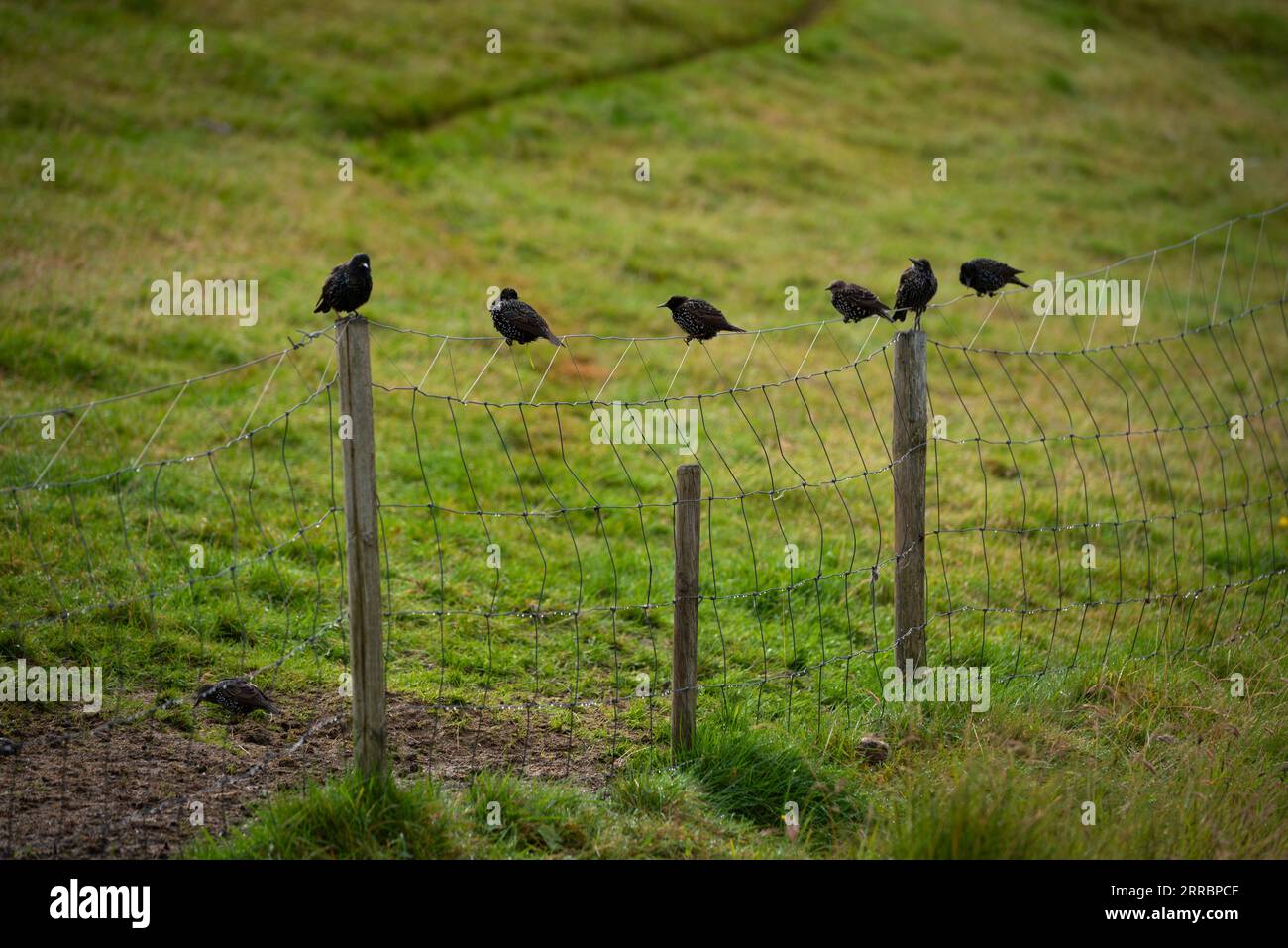 Small flock of starlings hi-res stock photography and images - Alamy