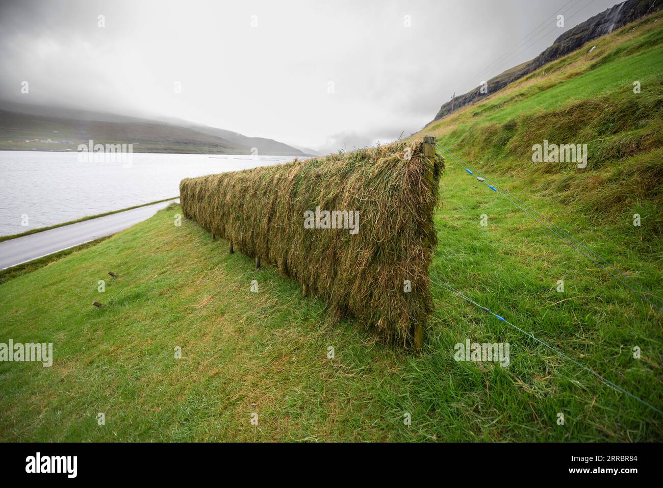 Grass drying as winter fodder for sheep on the Faroe Islands Stock ...