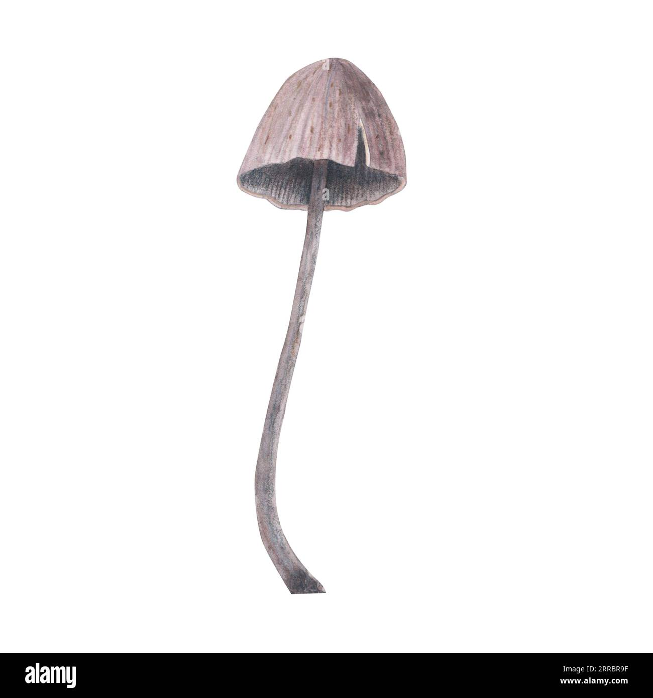 Death cap toadstool magical texture isolated on white background ...