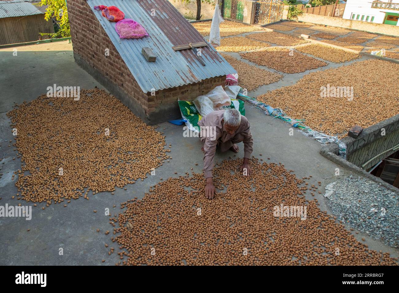 A Kashmiri farmer seen drying almonds outside his house during the harvesting season at the ...