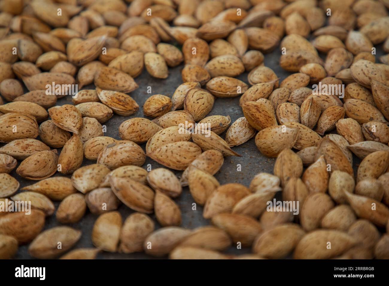 Almonds are seen under the sun during the harvesting season at the ...