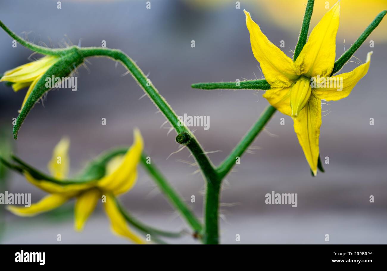 Yellow flower of a tomato Stock Photo - Alamy