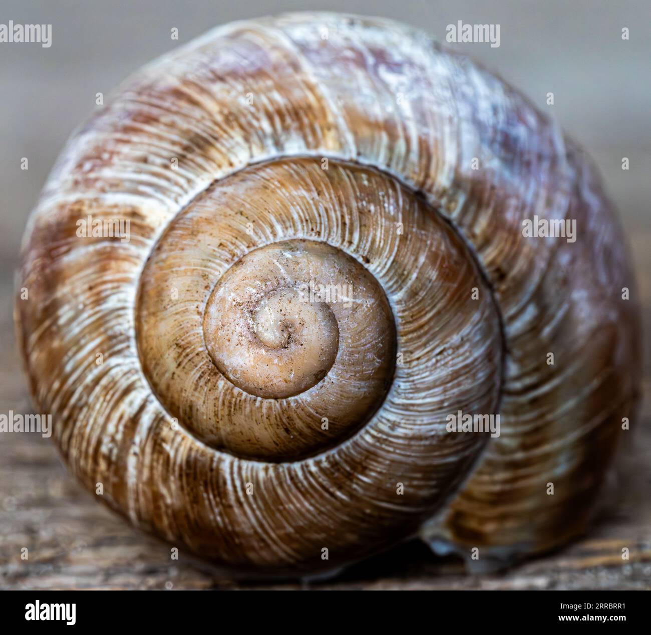 House snail hi-res stock photography and images - Alamy