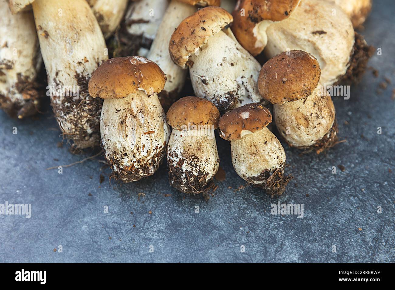 Autumn fall composition. Raw edible mushrooms Penny Bun on dark black ...
