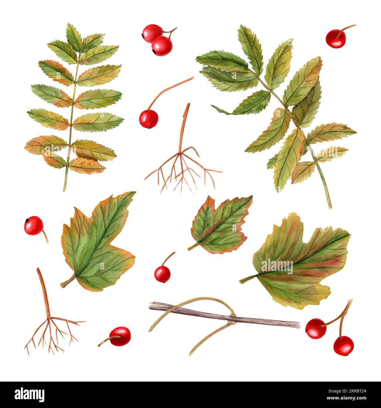 Set of autumn leaves, ripe red berries, stalks and branches. Viburnum ...