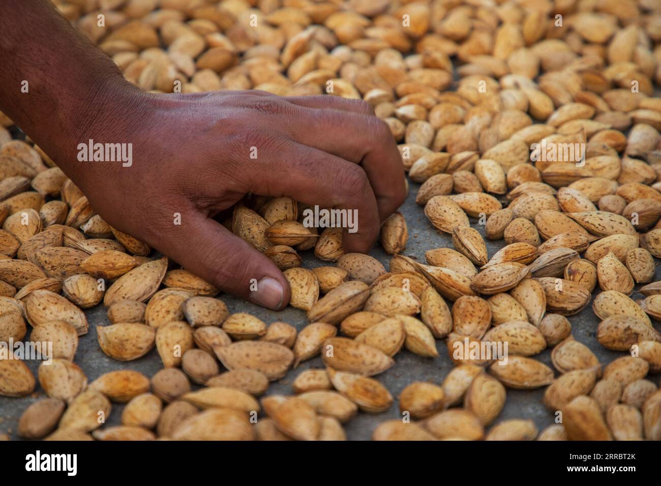 Srinagar, India. 07th Sep, 2023. A Kashmiri farmer dries almonds during ...