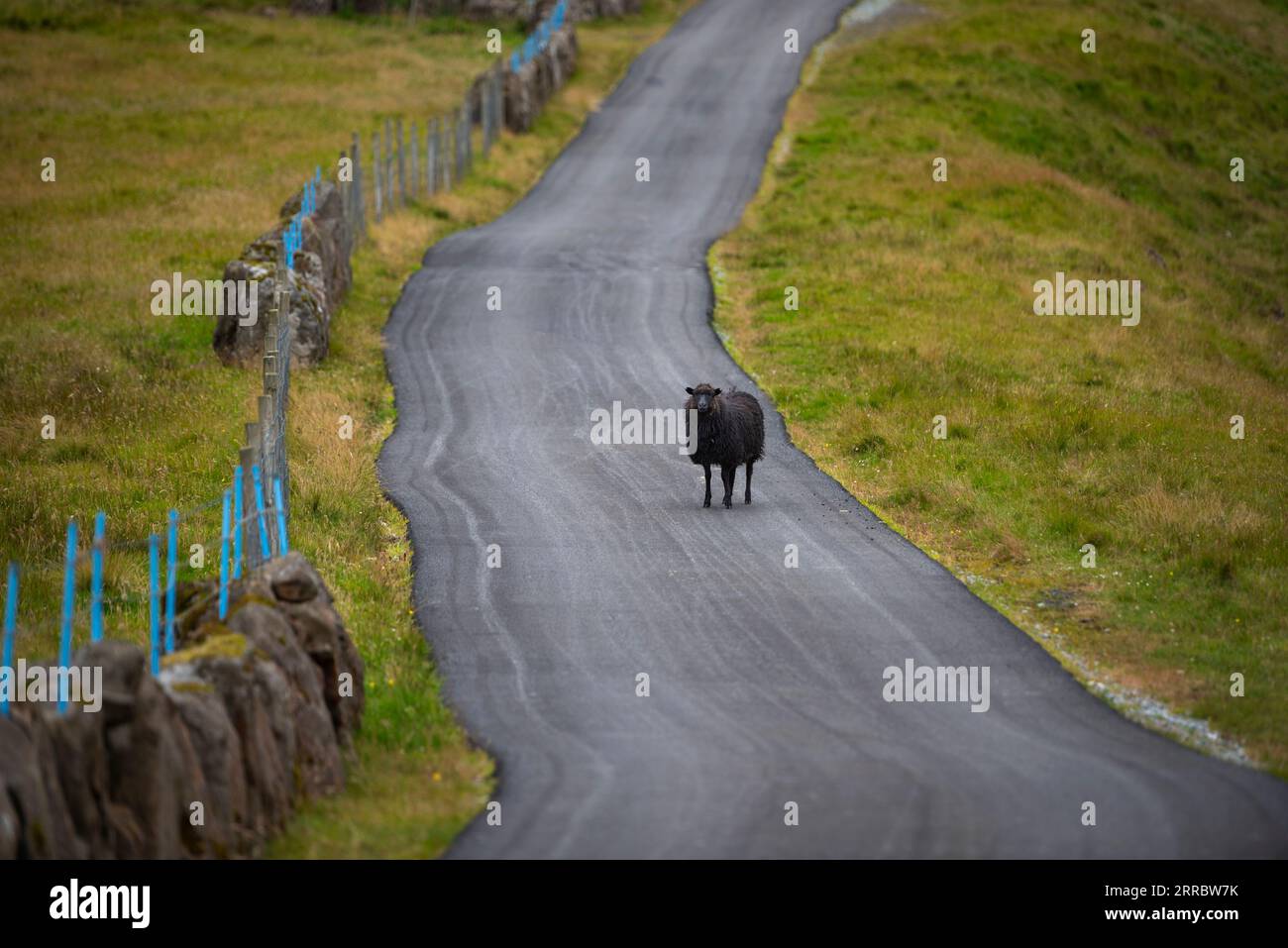 A black sheep on a paved road leading up to a remote farm on Vagar ...