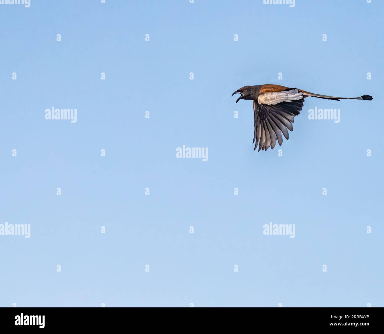 Wings pointed down hi-res stock photography and images - Alamy