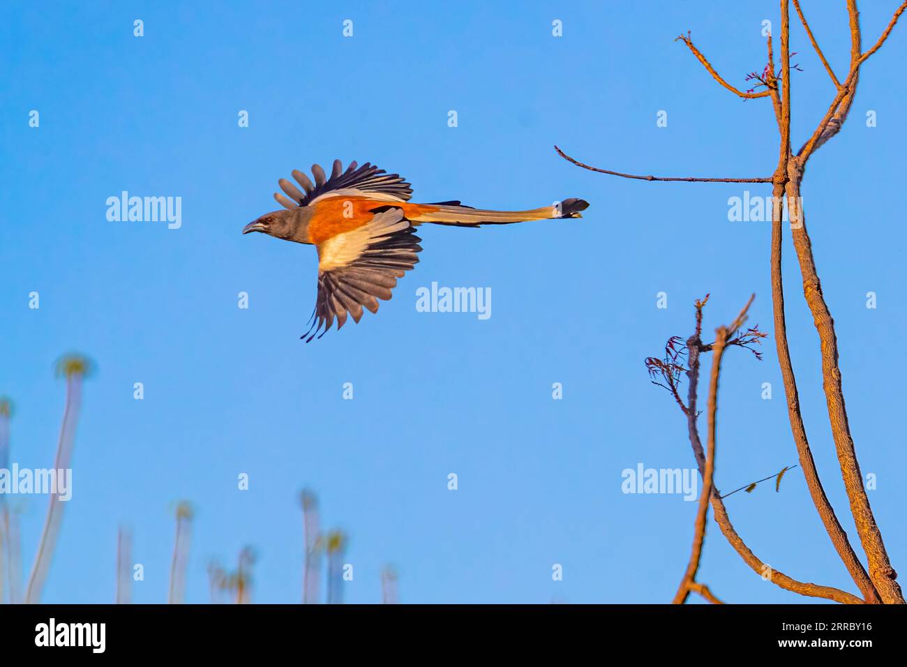 A Rufous treepie flying in blue sky Stock Photo - Alamy