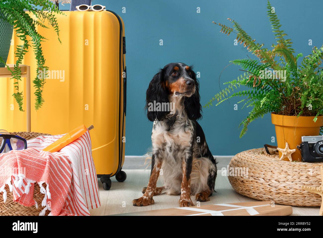Cute cocker spaniel with surfboard and beach accessories near blue wall ...