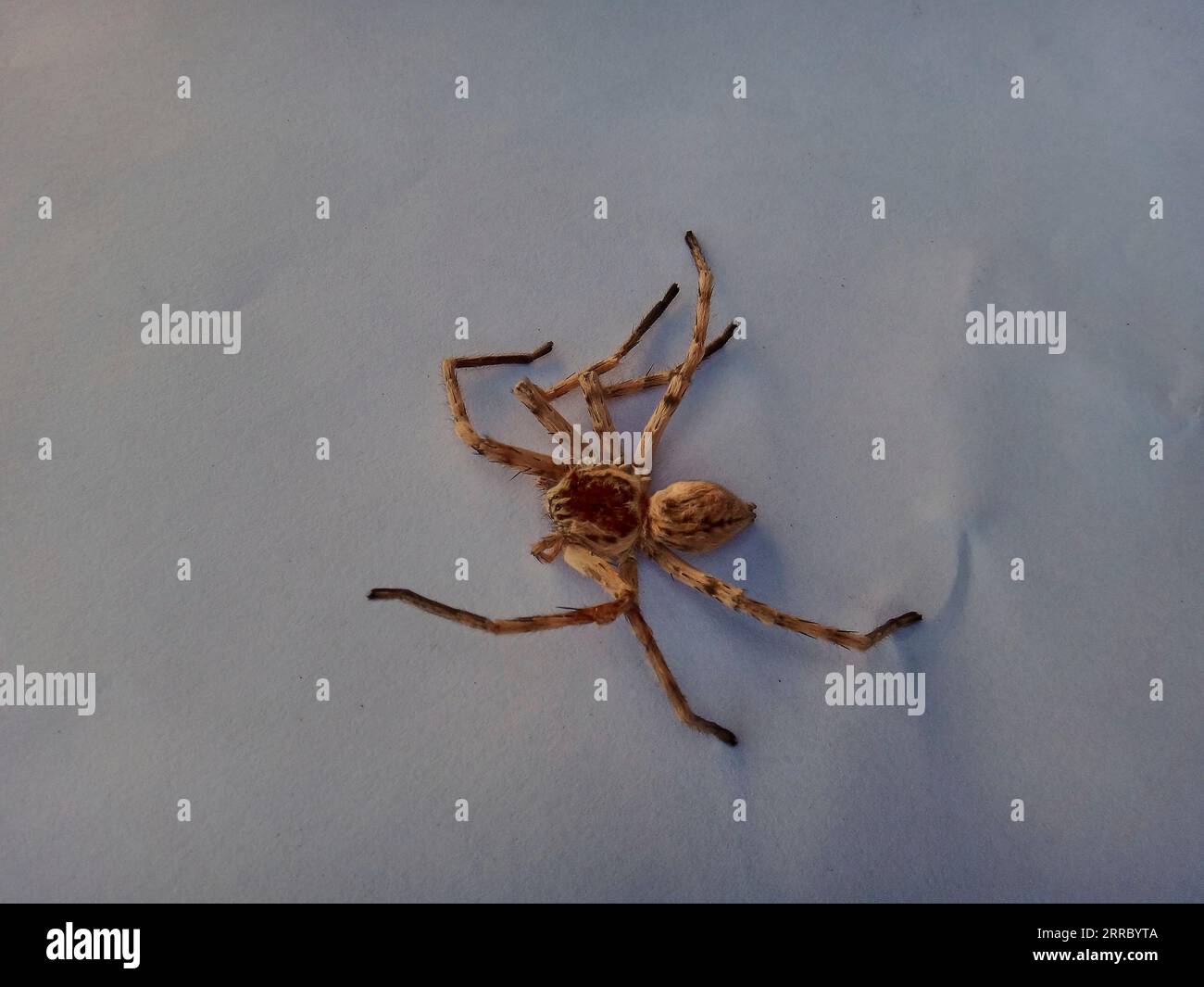 squeezed and dead hairy spider in the Sahara dessert in Sudan Stock ...