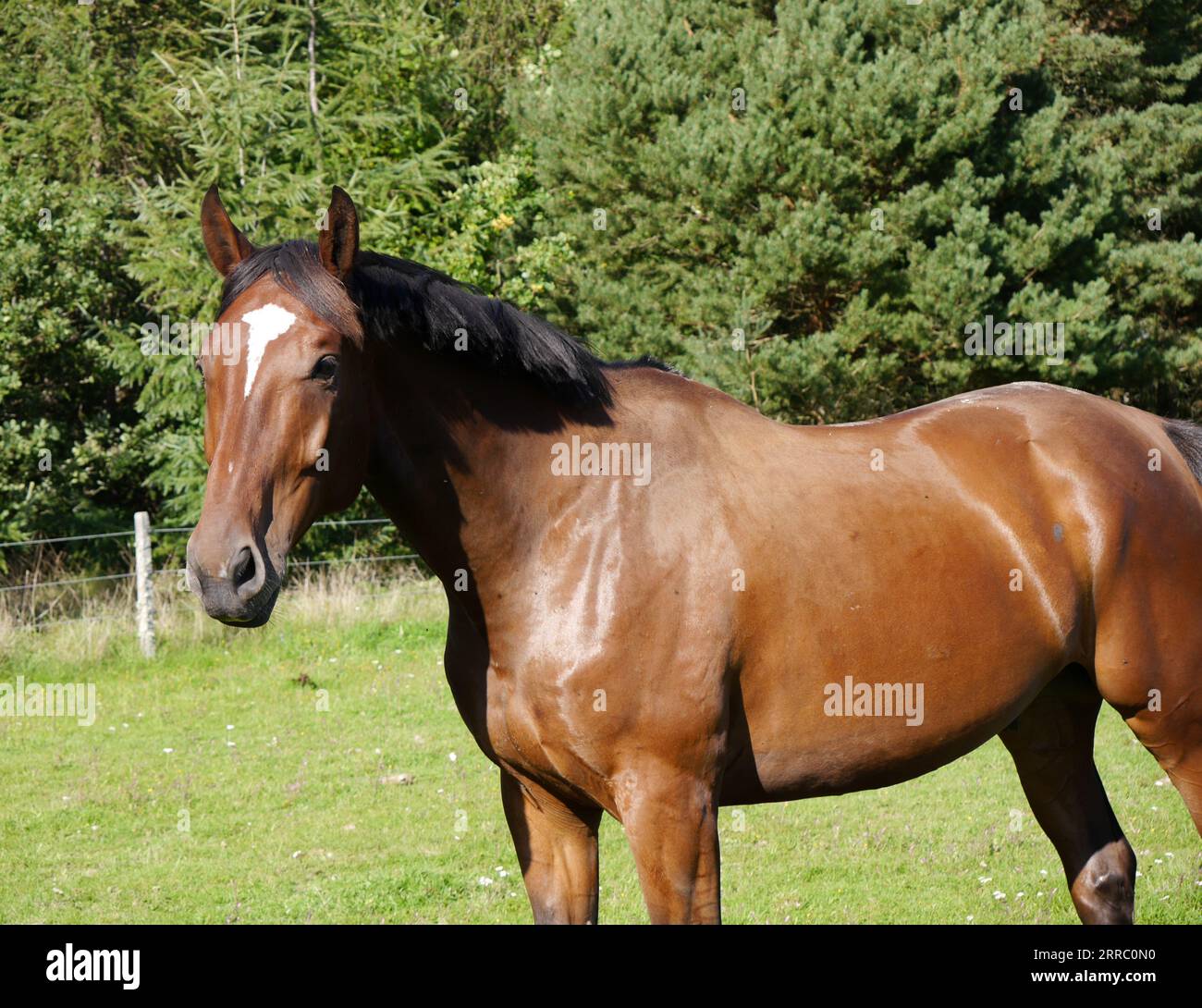Side view of horse standing on grassy field Stock Photo - Alamy