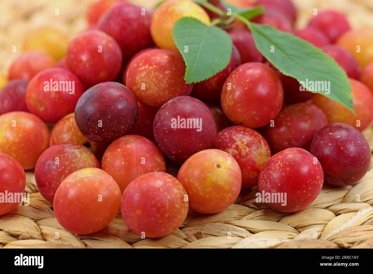 Yellow and red cherry plums, Prunus cerasifera Stock Photo - Alamy