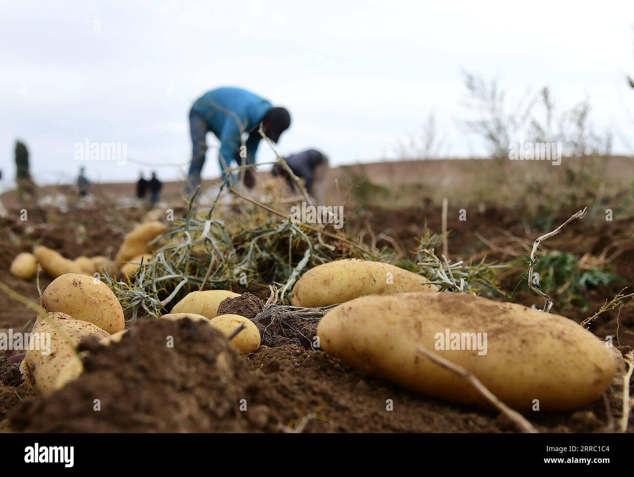 Syria damascus potato harvest hi-res stock photography and images - Alamy