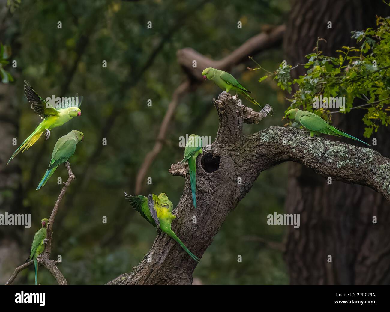 Birdlife richmond park hi-res stock photography and images - Alamy