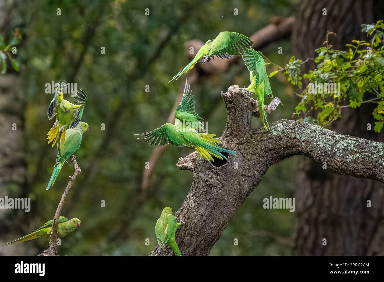 Birdlife richmond park hi-res stock photography and images - Alamy