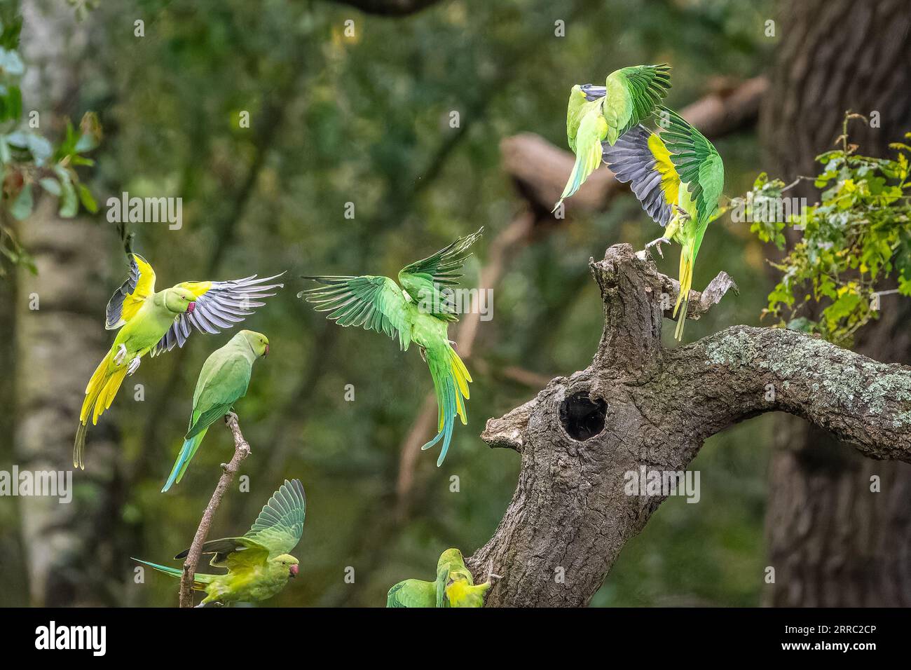 Ring neck parakeet in Richmond park Stock Photo - Alamy