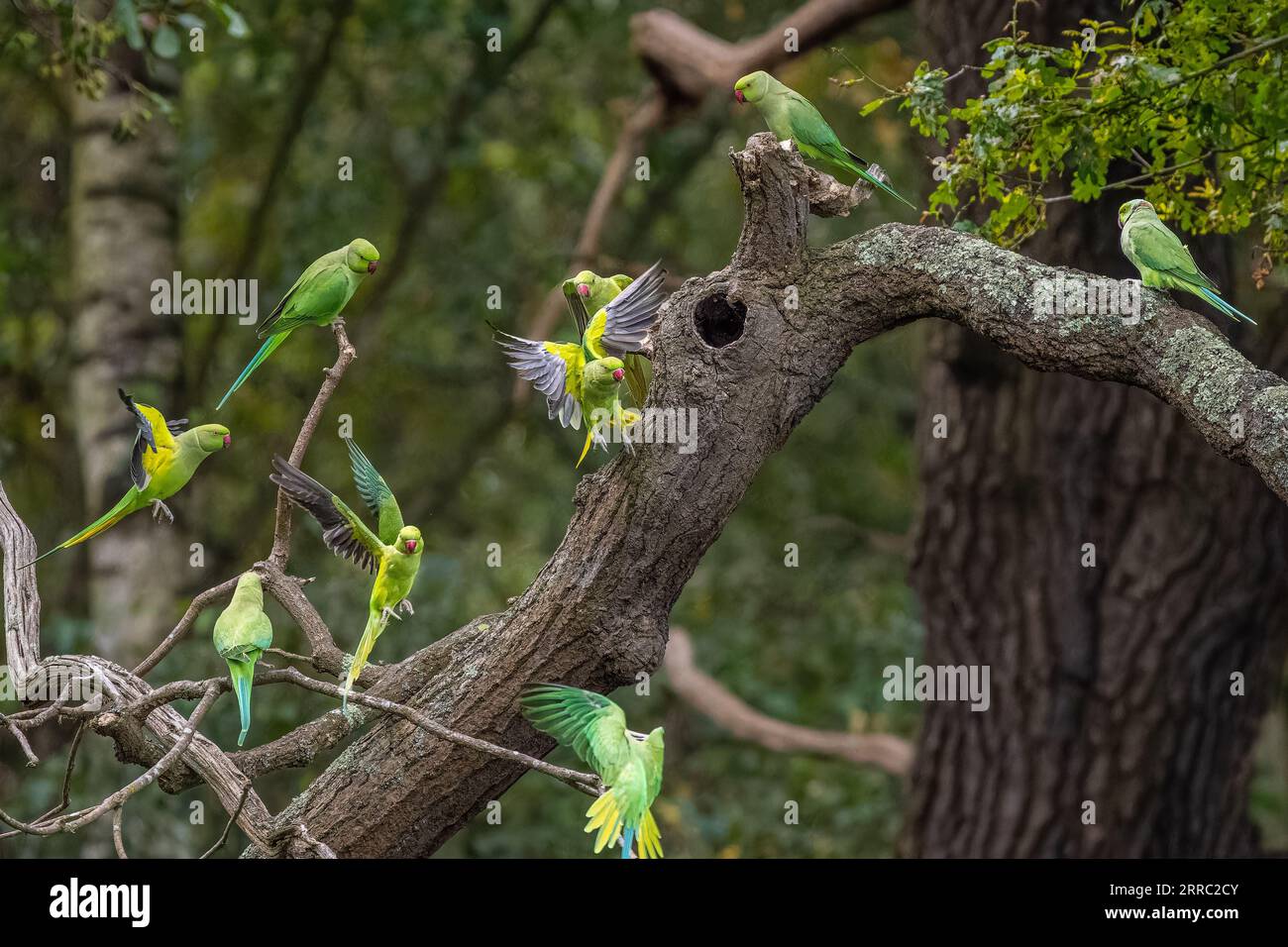 Ring neck parakeet in Richmond park Stock Photo - Alamy