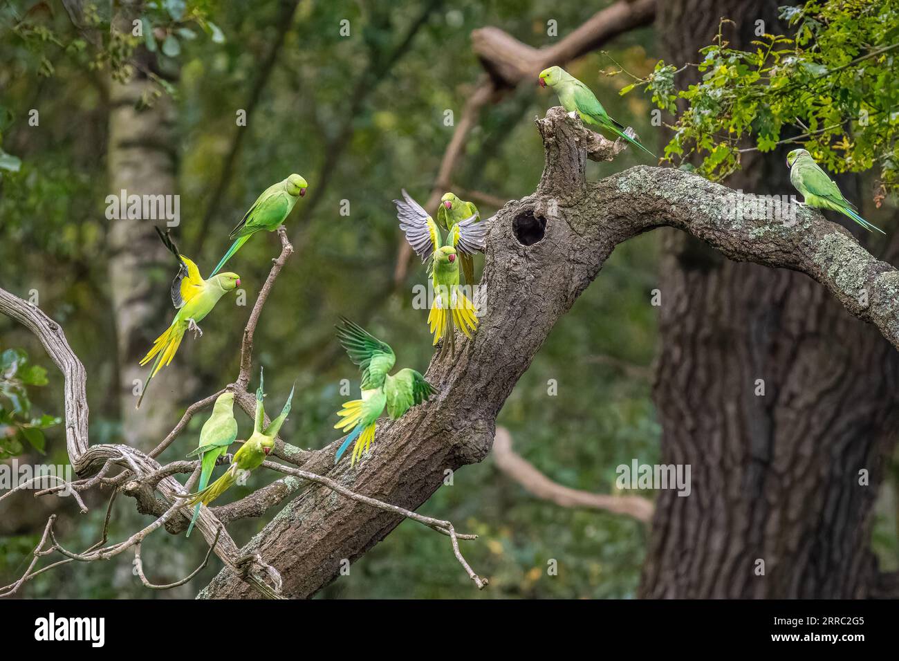 Yellow ring neck parrot hi-res stock photography and images - Alamy