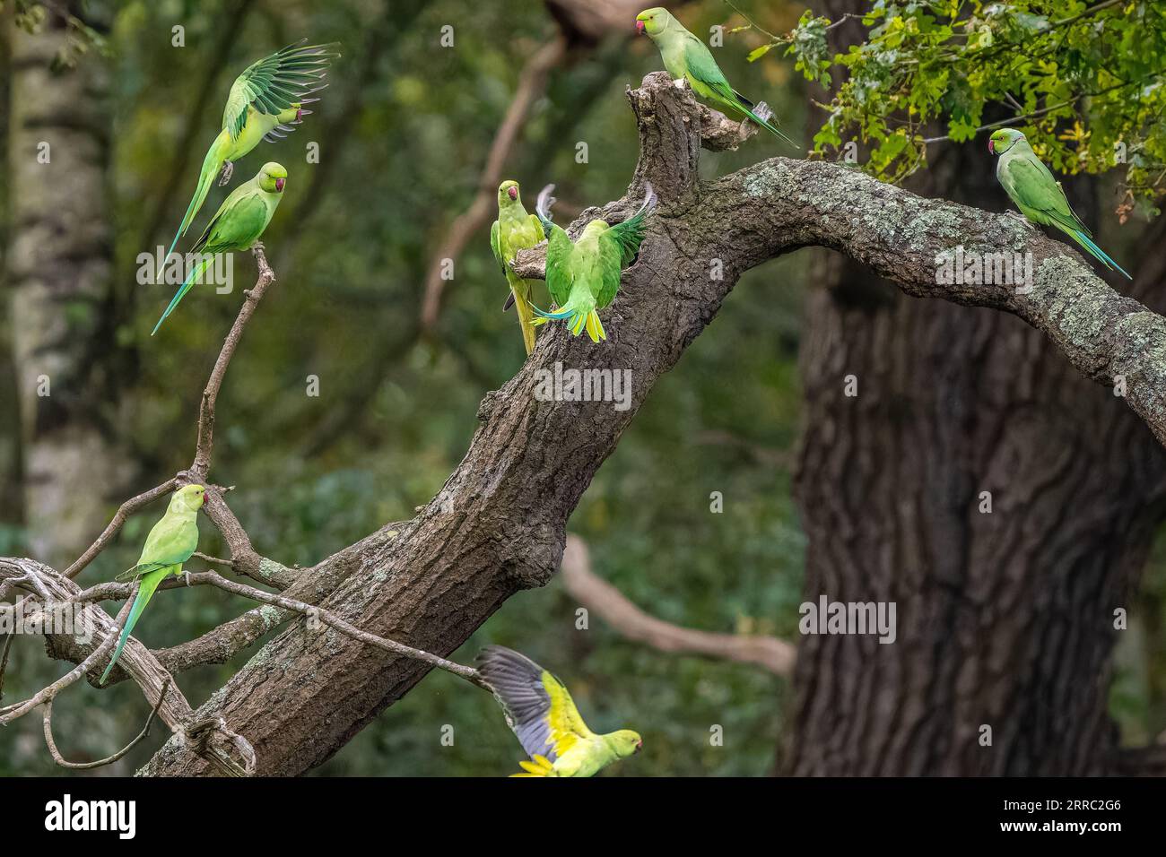 Tropical ring neck hi-res stock photography and images - Alamy