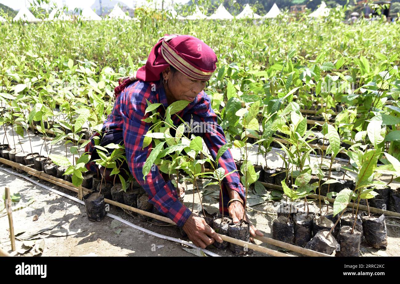 Guwahati, Guwahati, India. 7th Sep, 2023. Labour arranging tree sapling ...