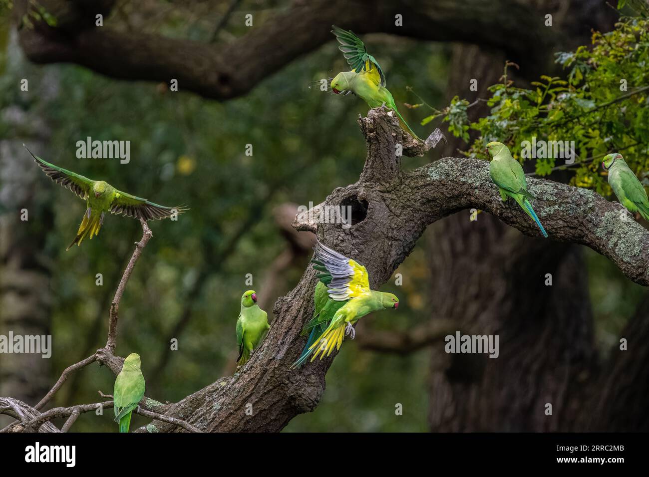 Birdlife richmond park hi-res stock photography and images - Alamy