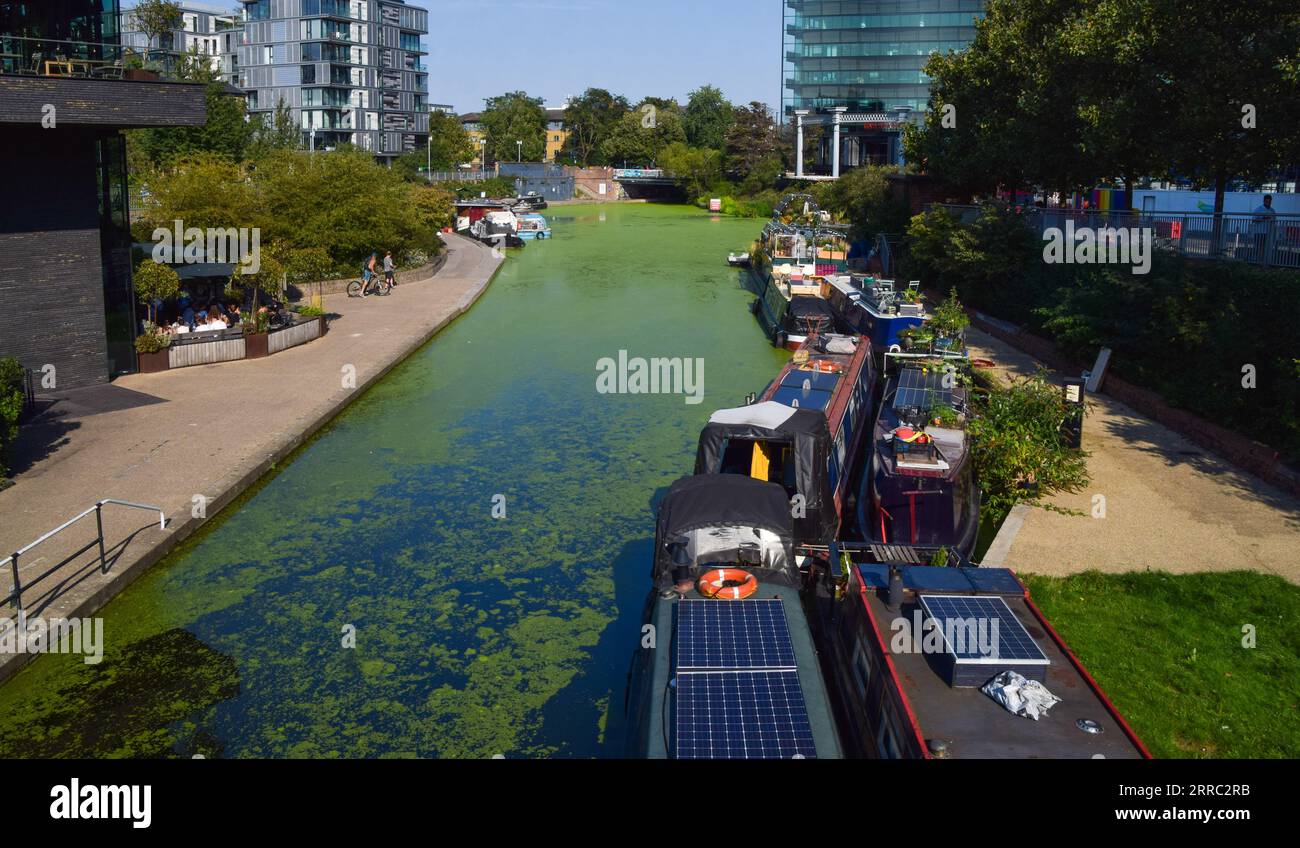 London, England, UK. 7th Sep, 2023. Algae bloom in Regent's Canal in ...
