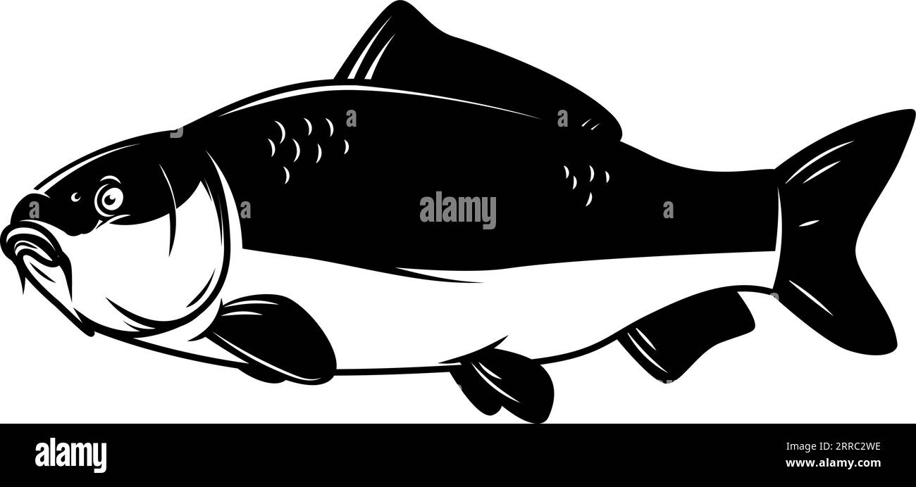 Mirror carp vector vectors hi-res stock photography and images - Alamy