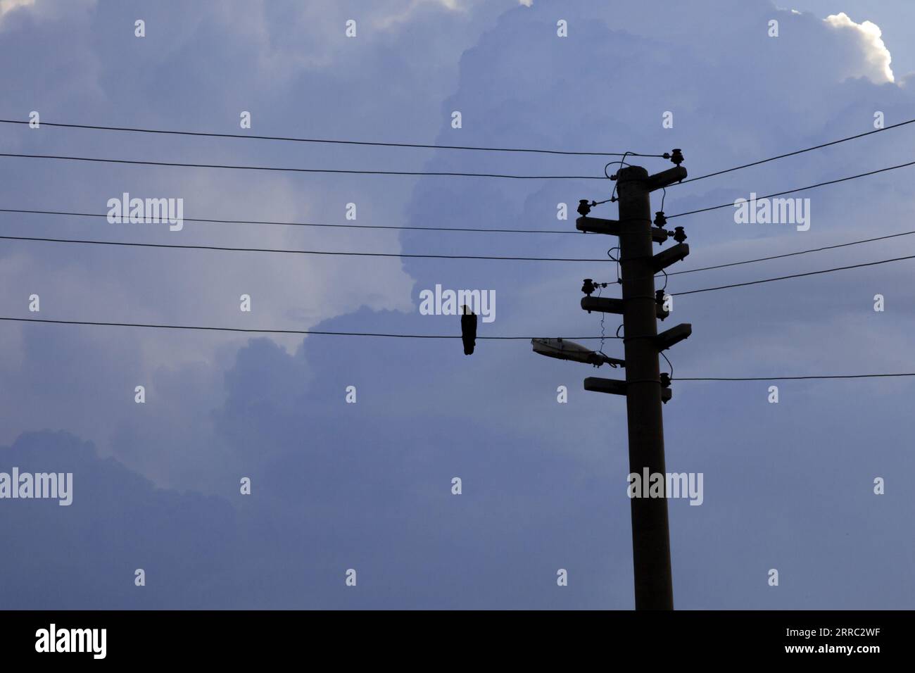 The silhouette of a crow on a power line with blue sky Stock Photo - Alamy
