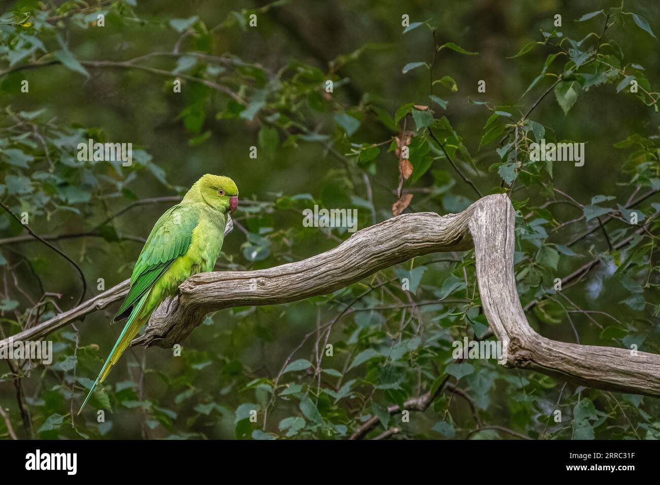 Ring neck parakeet in Richmond park Stock Photo - Alamy