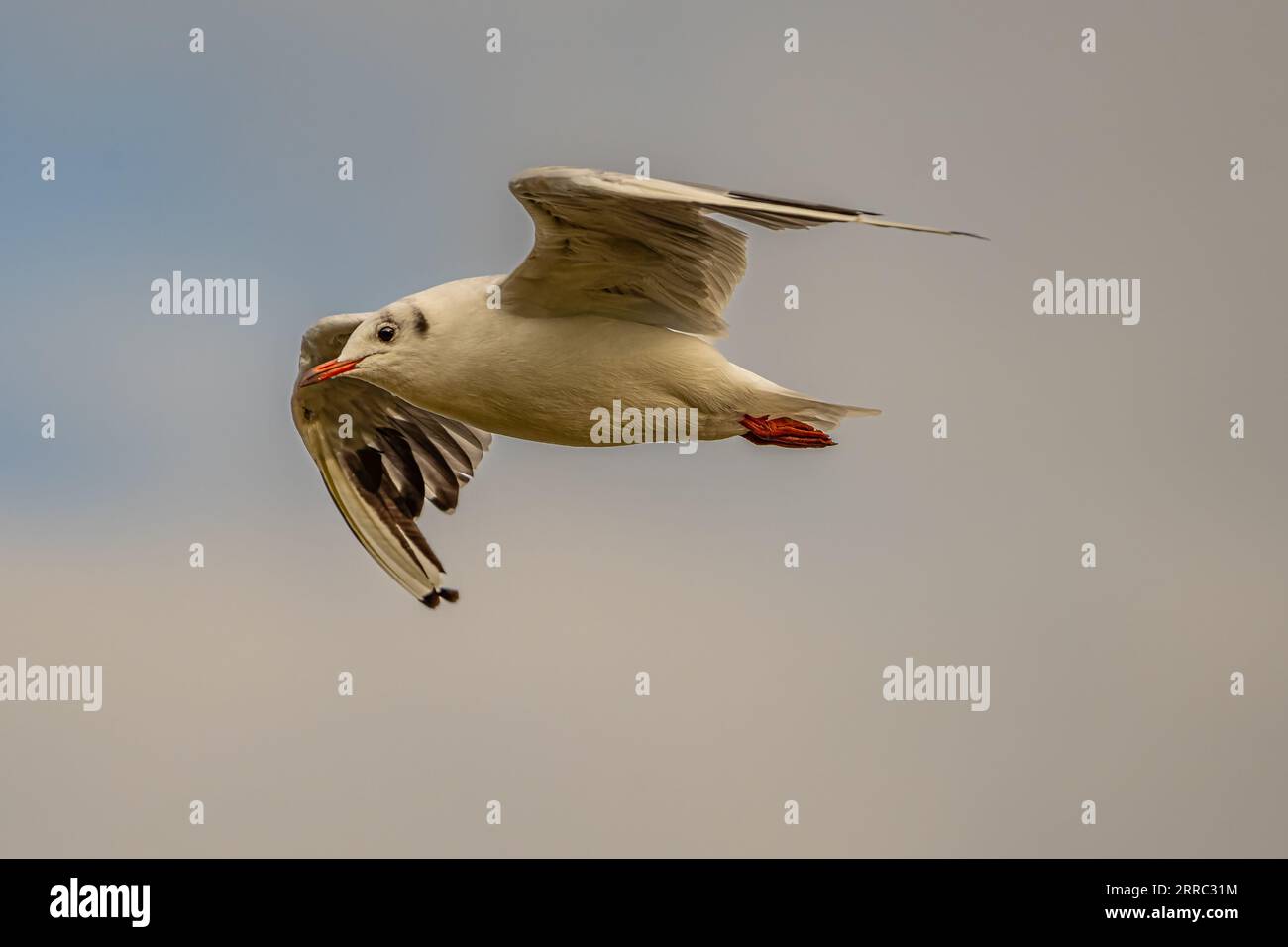 Sky scenery flight low hi-res stock photography and images - Alamy