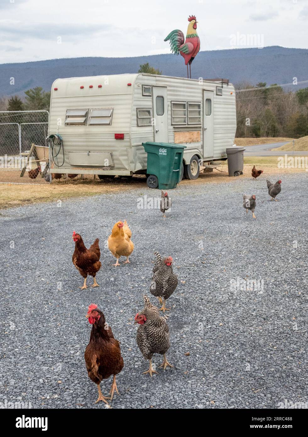 Hanging chickens hi-res stock photography and images - Alamy