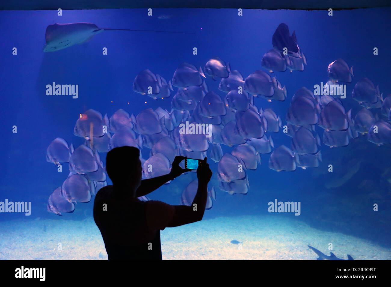 Aquarium hurghada hi-res stock photography and images - Alamy