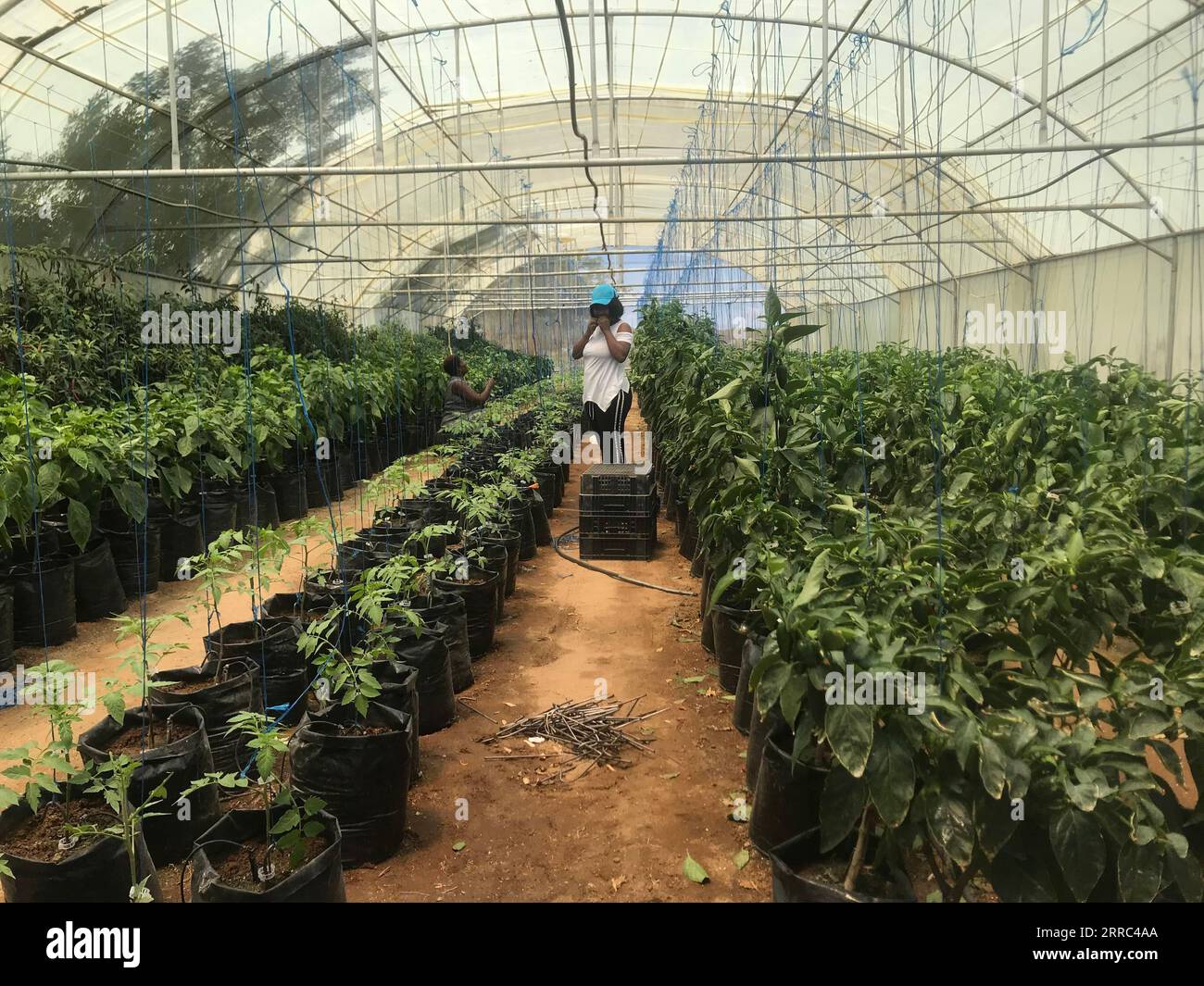 211017 -- WINDHOEK, Oct. 17, 2021 -- Women work at a planting base in ...