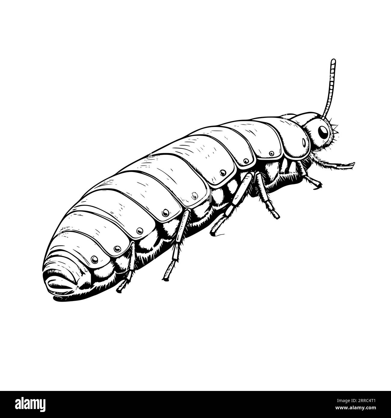 Armyworm coloring page for children hi-res stock photography and images ...