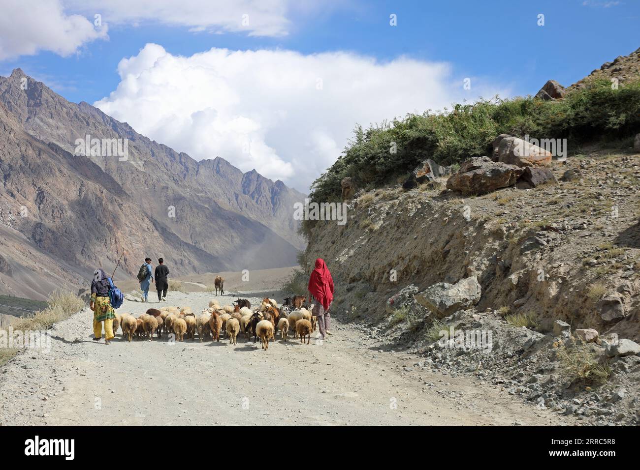 Sheep herders at the Shandur Pass in northern Pakistan Stock Photo - Alamy