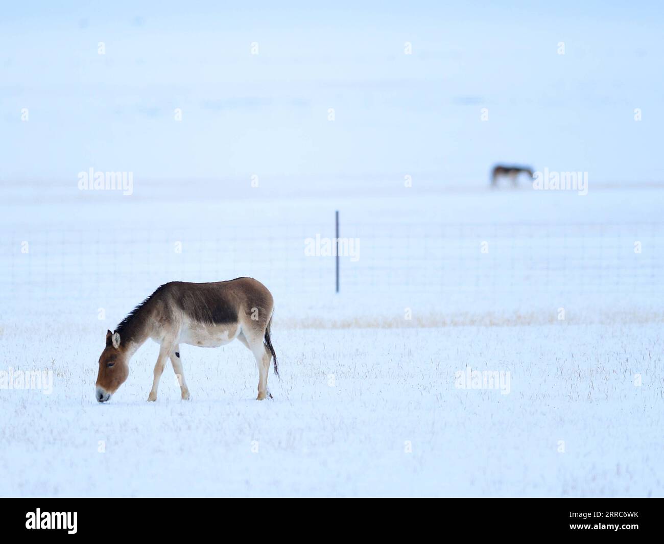 Tibetan wild donkeys hi-res stock photography and images - Alamy