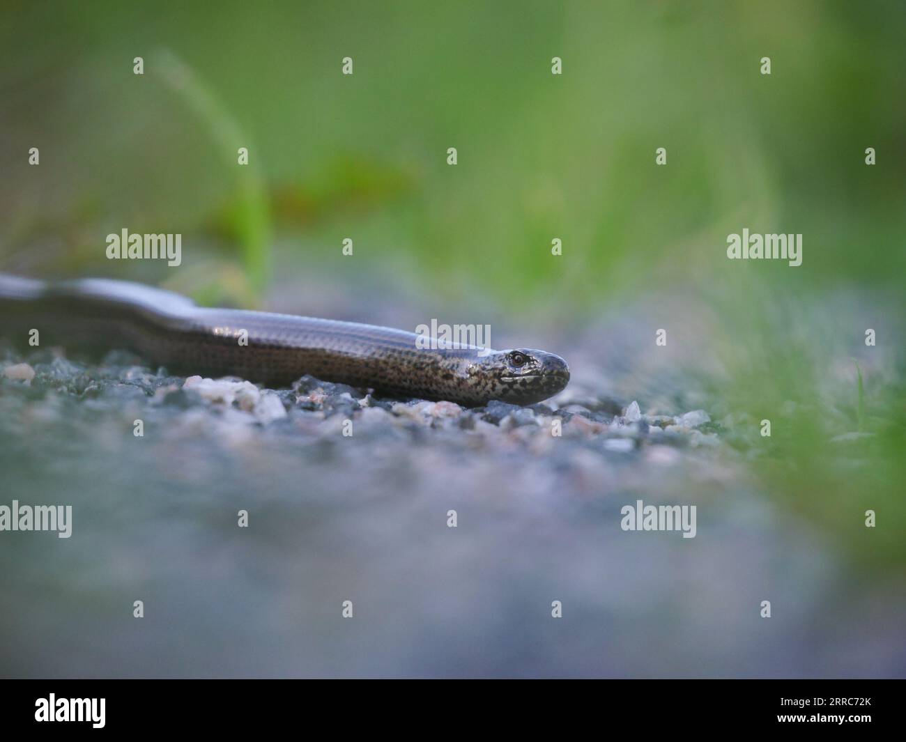 Close-up of a slow worm on ground Stock Photo - Alamy