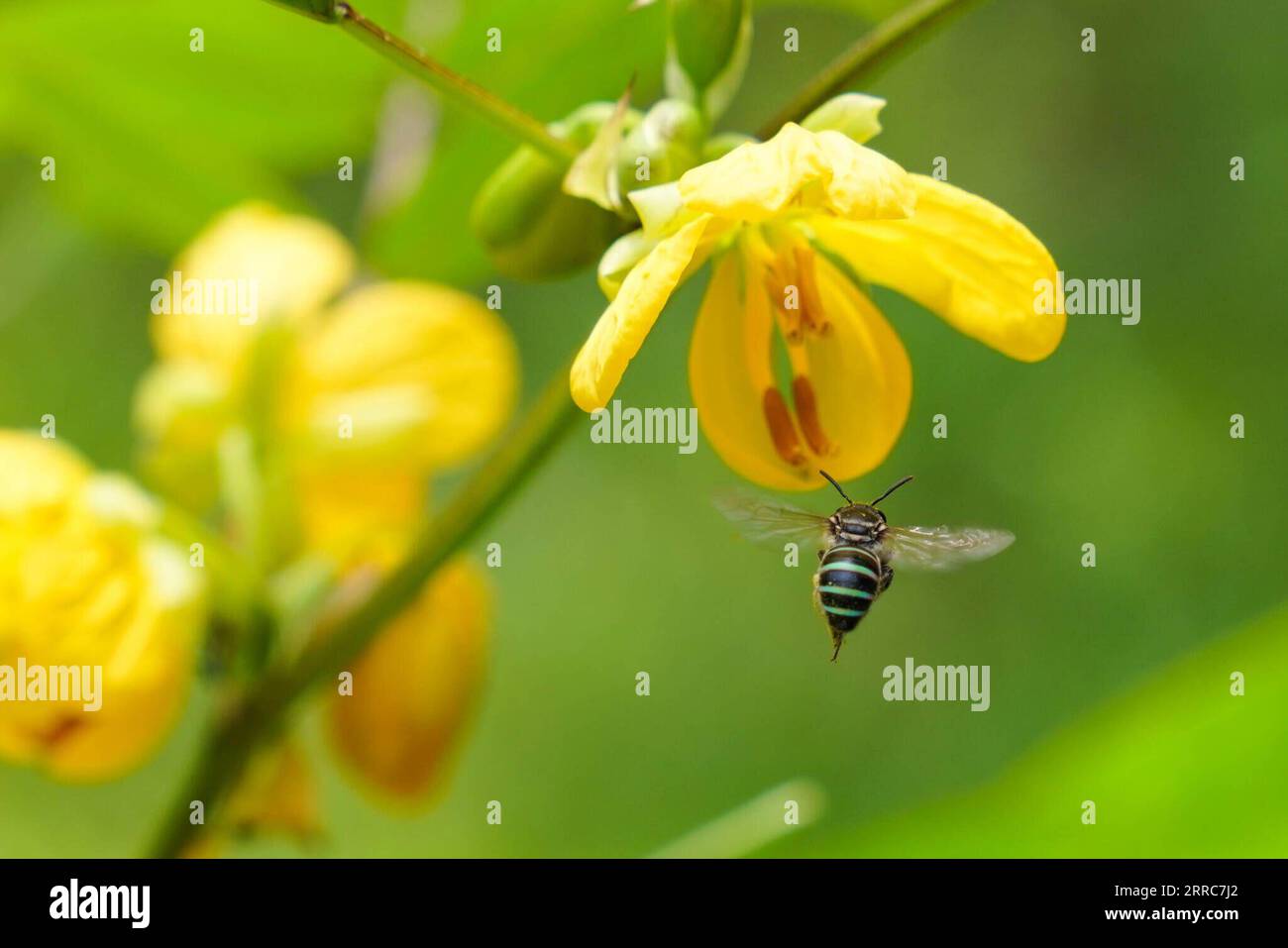 Moratuwa sri lanka hi-res stock photography and images - Alamy