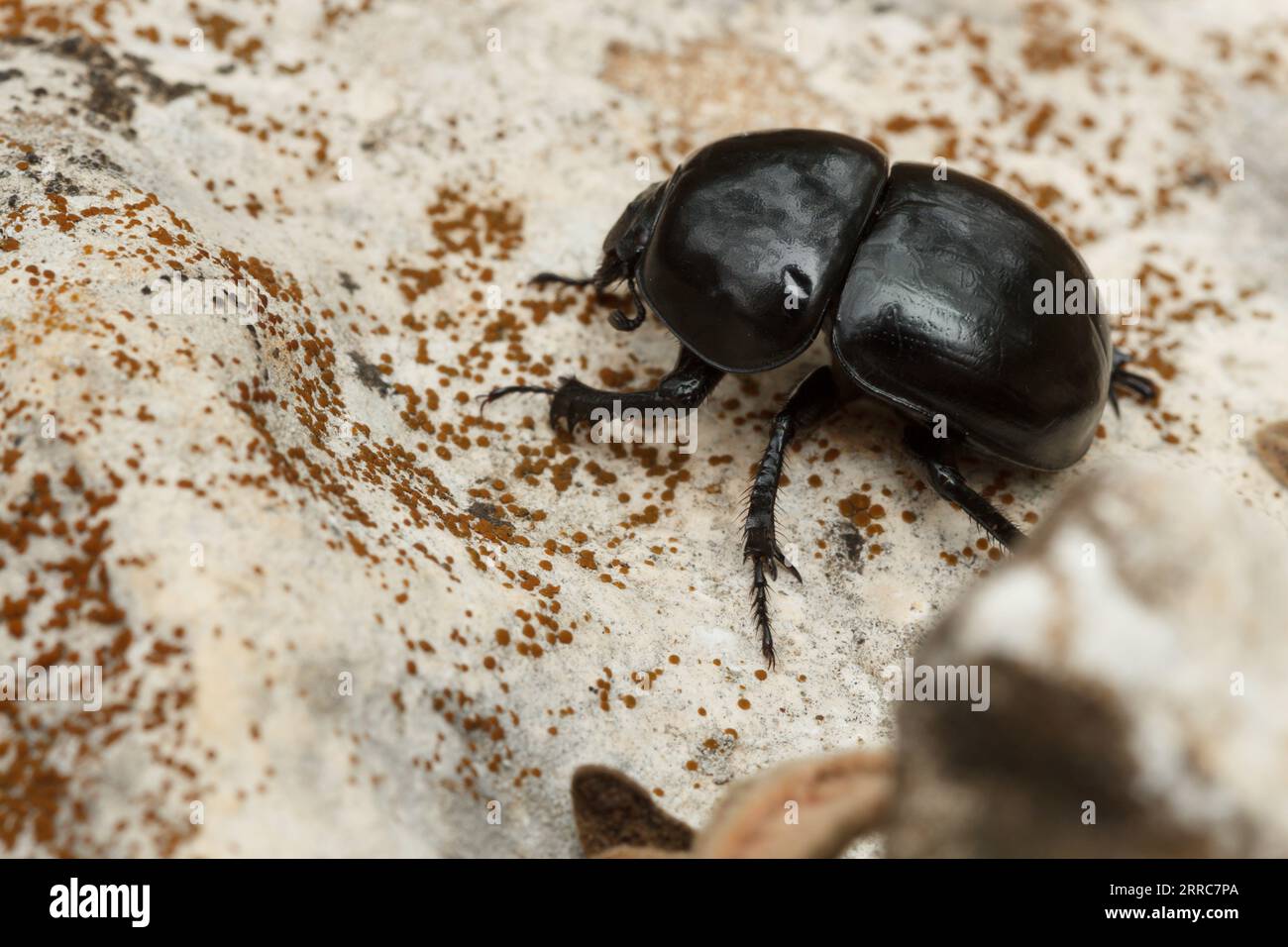 Dung beetle with a dent in its shell as if from a car accident Stock ...