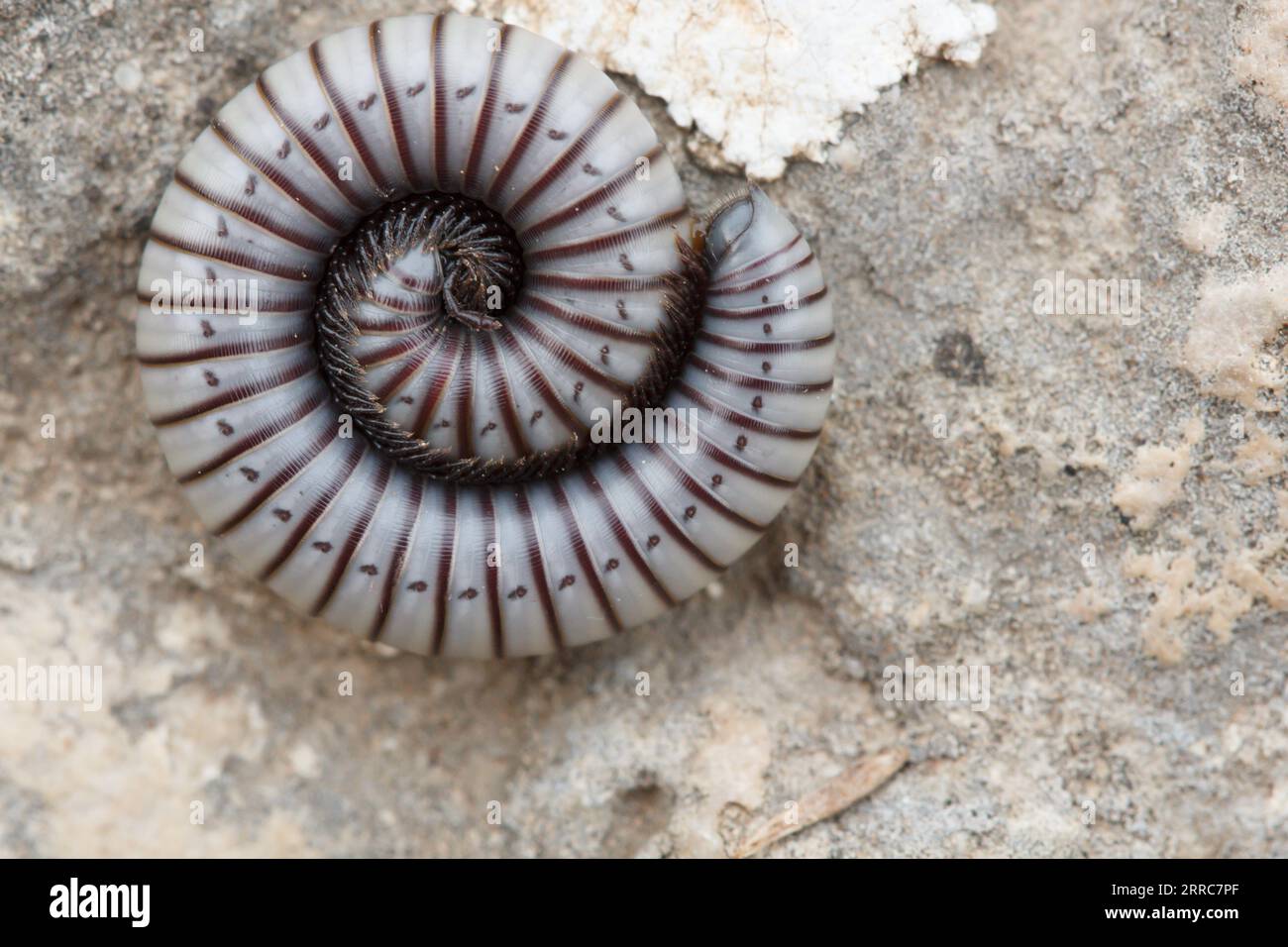 Diplopoda (millipede) coiled up on rock protecting itself from ...