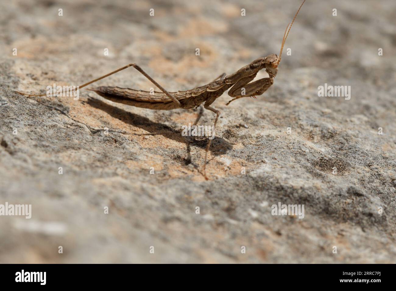 Praying mantis on a rock in the Sierra de Mariola while sunbathing ...
